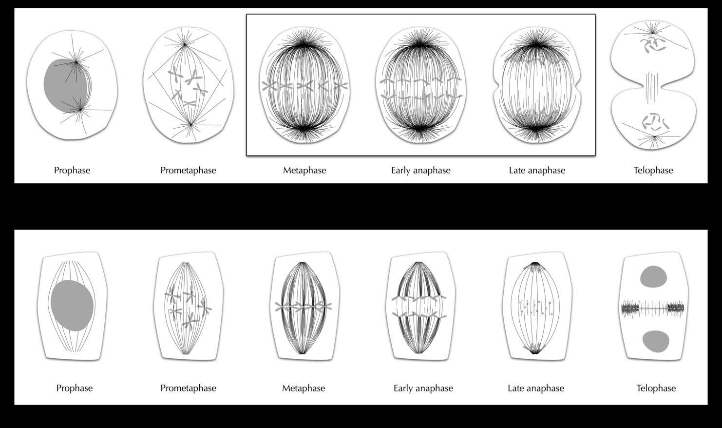 Stages Of Cell Division In Animals And Plants History Of The Marine